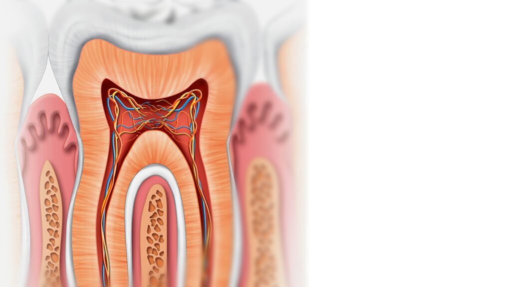 Parodontologie | Dentistes Dijon | Drs Arnaud Blondel & Florent Benchetrit